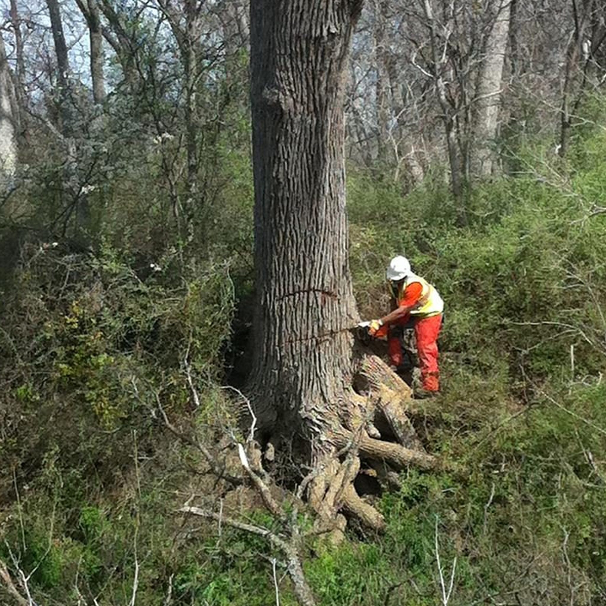 About Us - Best Tree Service LLC